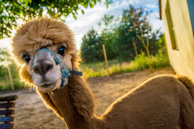 Alpaca vs Cashmere? Differences? Similarities? – Threadcurve